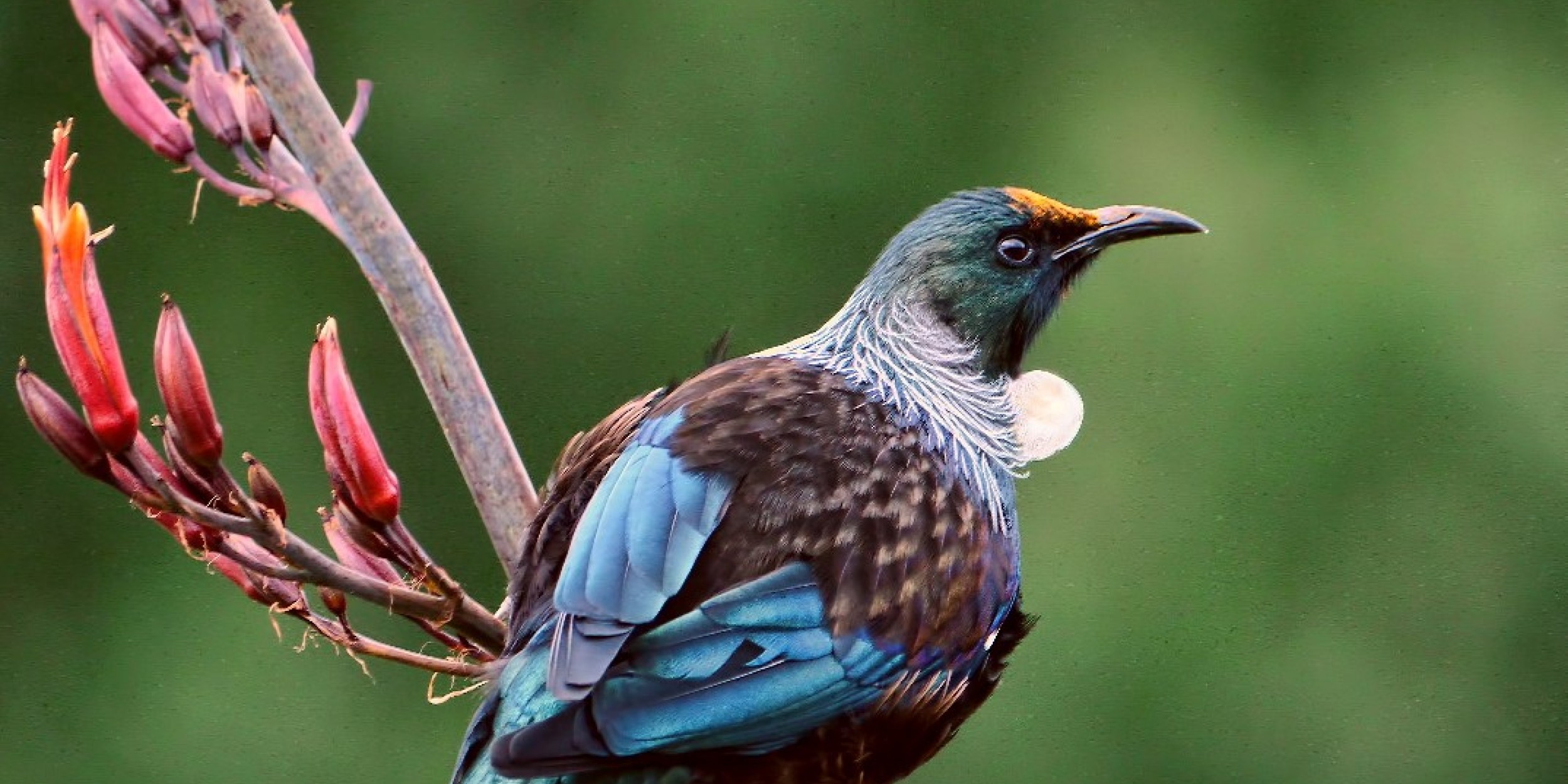 ‘Birdle NZ’ game released for Bird of the Year 20th anniversary celebrations | Forest and Bird